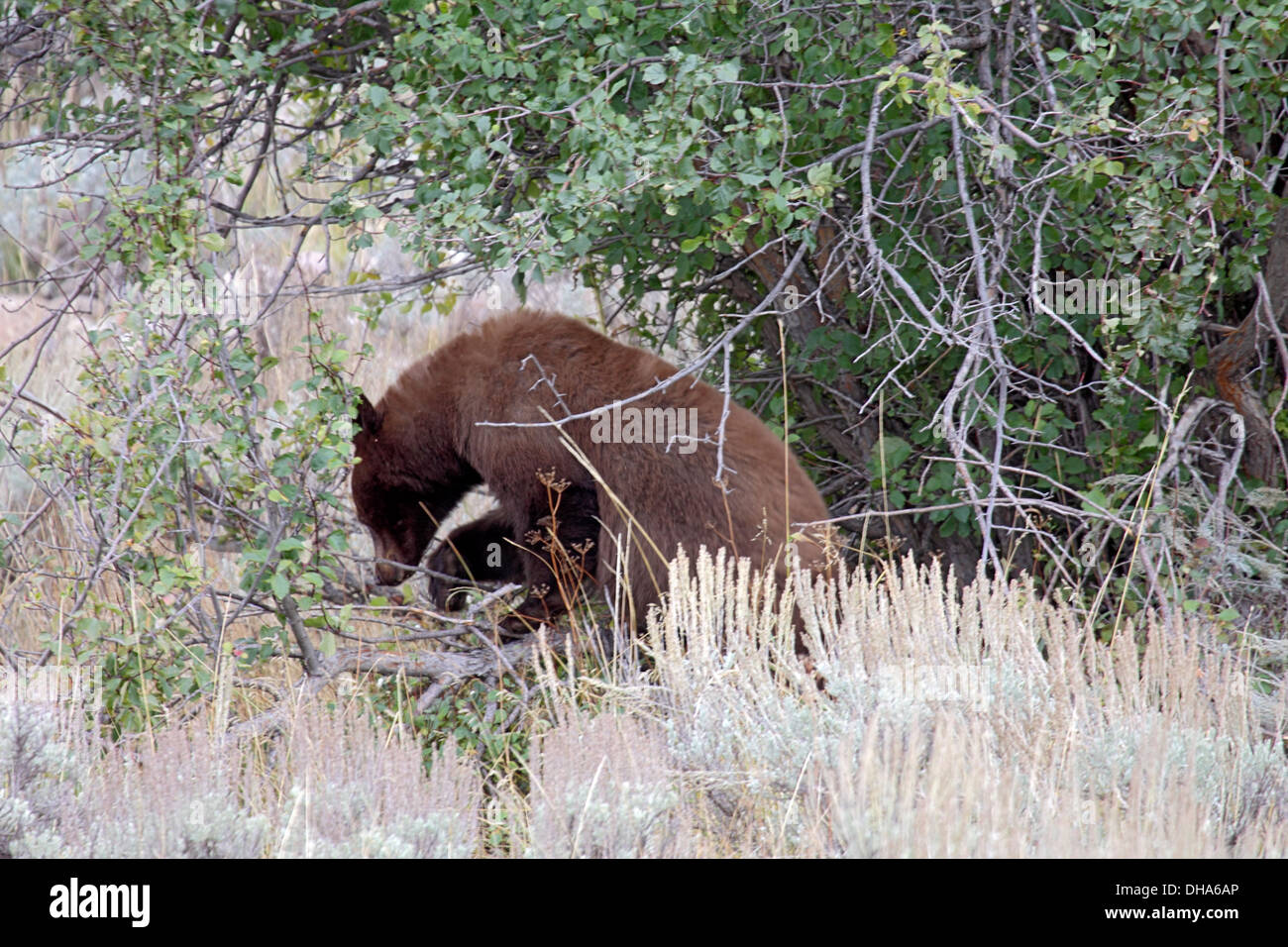 Brown variety hi-res stock photography and images - Alamy
