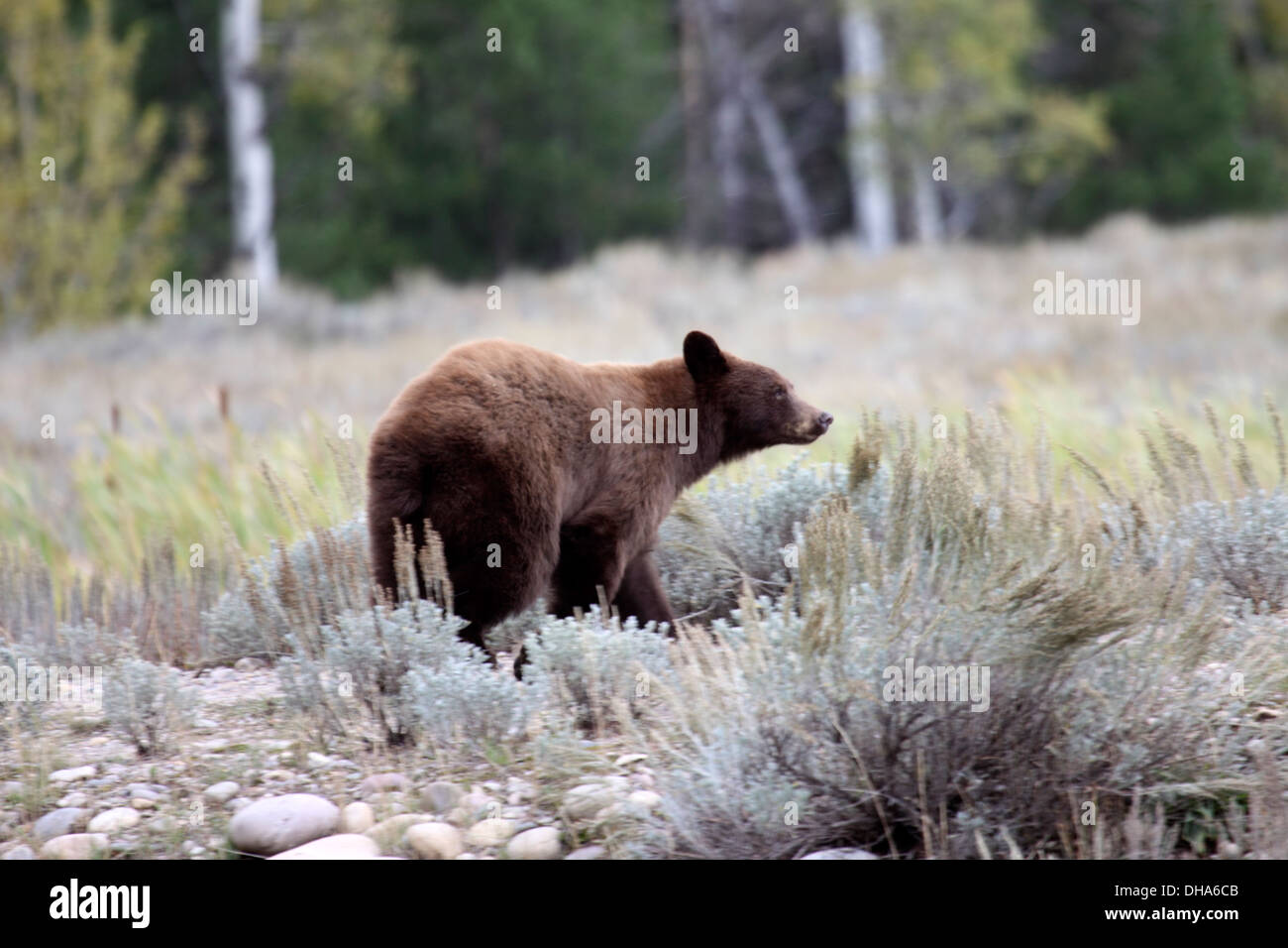 Brown variety hi-res stock photography and images - Alamy