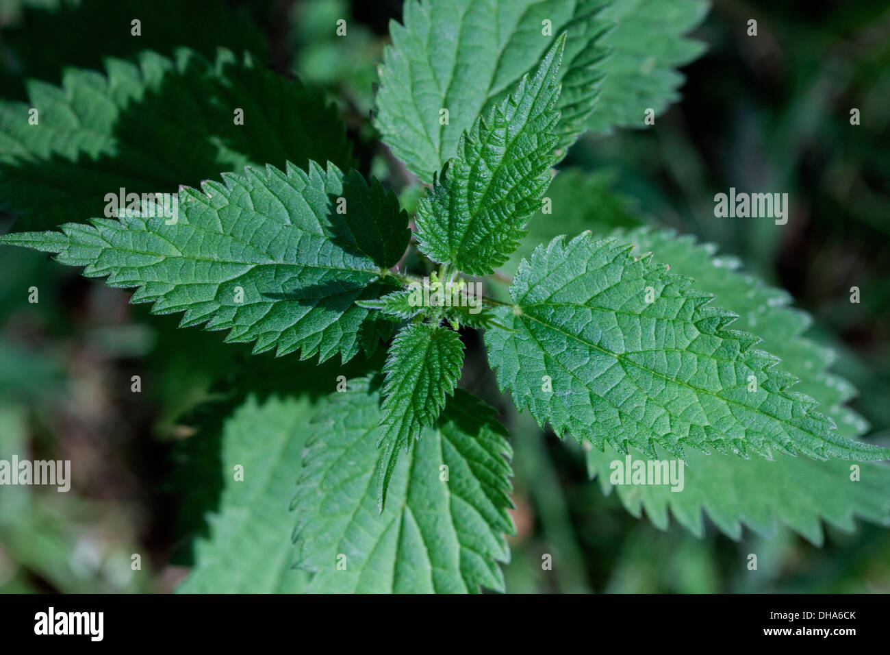 Stinging Plants Stock Photos & Stinging Plants Stock Images - Alamy