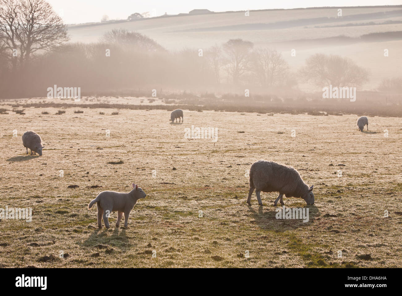 Sheep Grazing On A Frosty Field In The Fog Stock Photo - Alamy