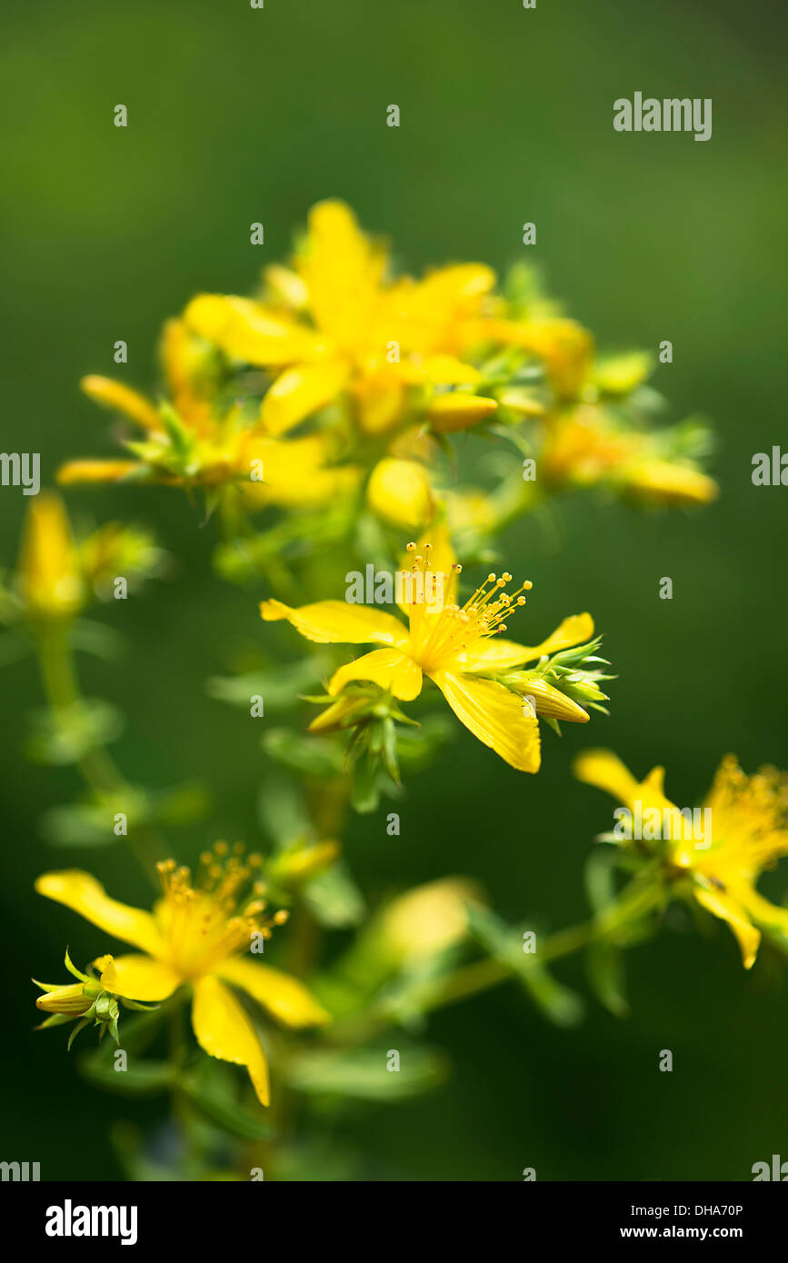 St John's wort Hypericum perforatum close up showing clusters of the ...