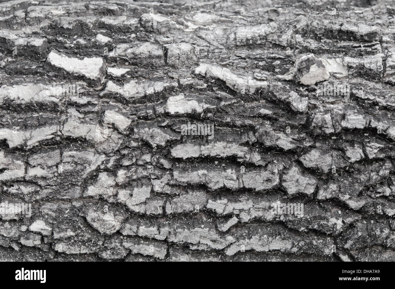 Old Wood Tree Texture Background Pattern , tree bark Stock Photo - Alamy