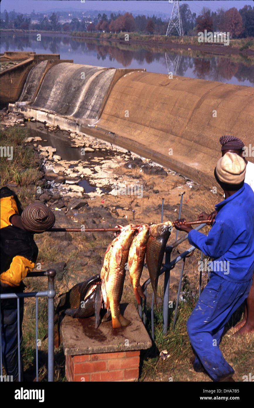 African carp hi-res stock photography and images - Alamy