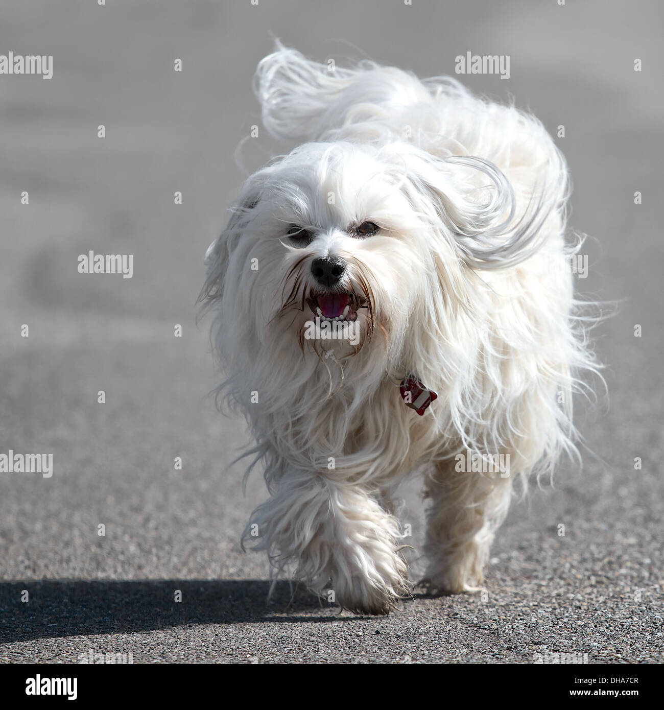 Havanese on road hi-res stock photography and images - Alamy