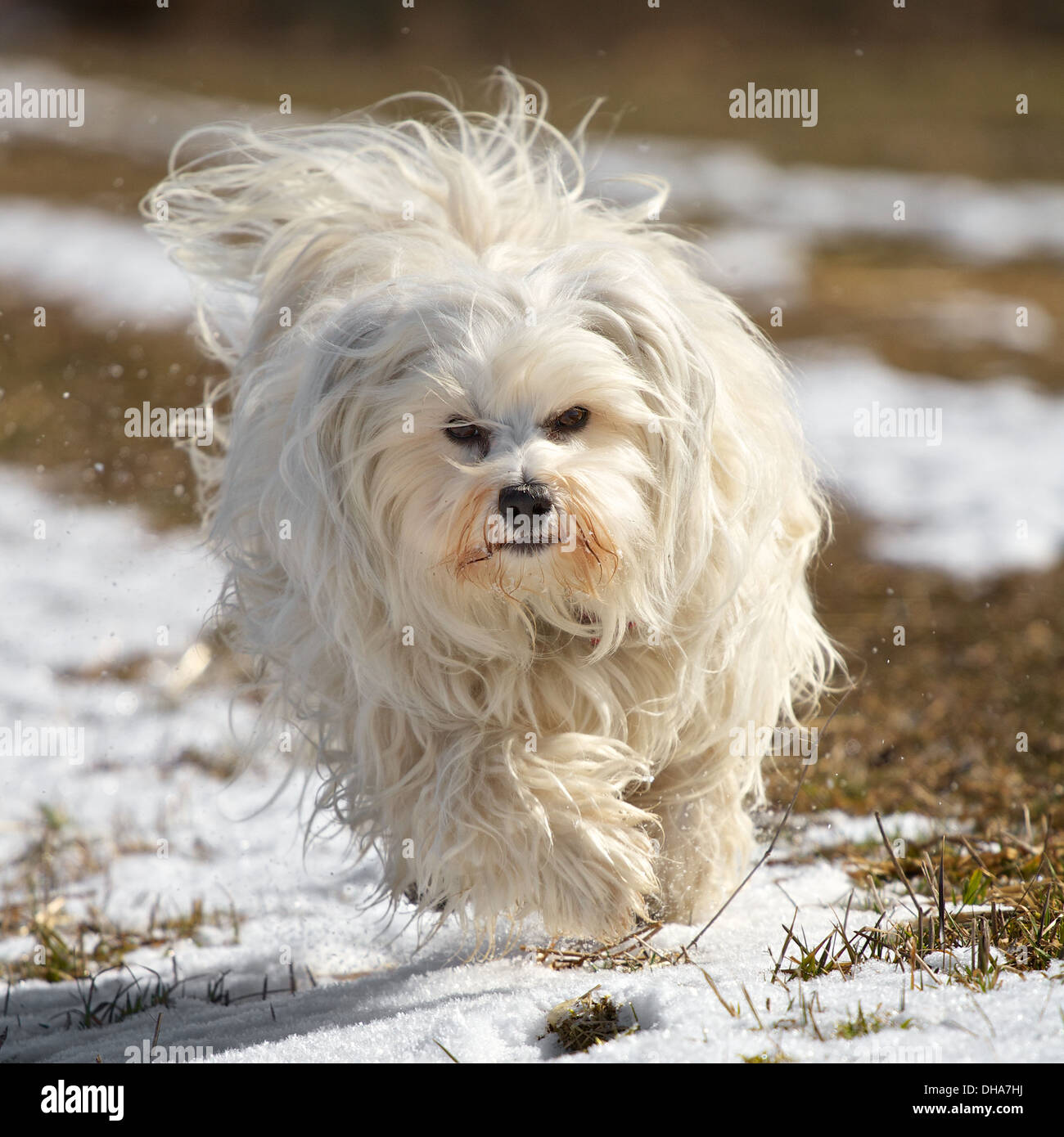 A Dog - Havanese runs on a slightly snowy meadow with flying fur Stock ...