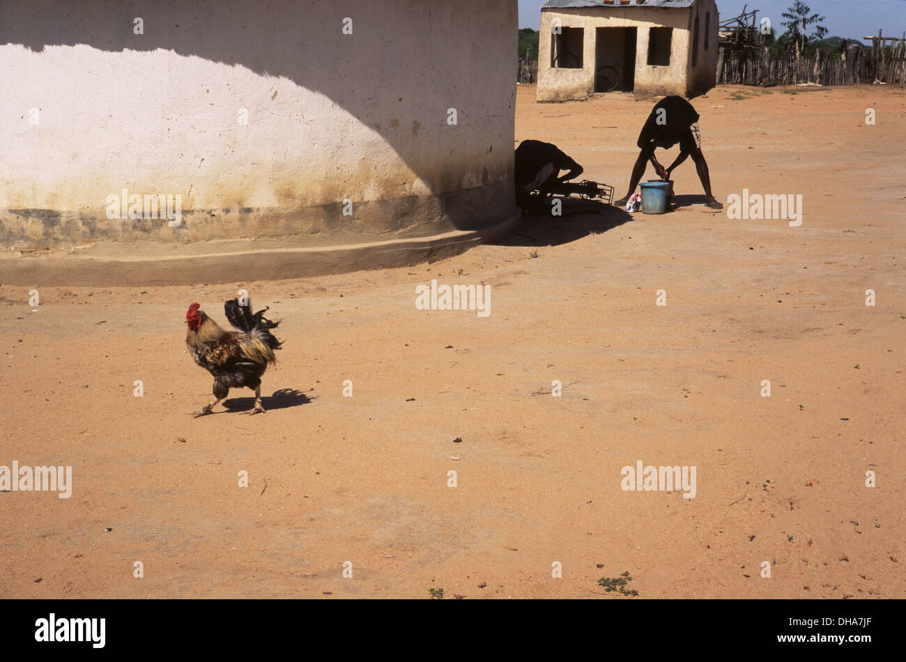 Maphisa hi-res stock photography and images - Alamy