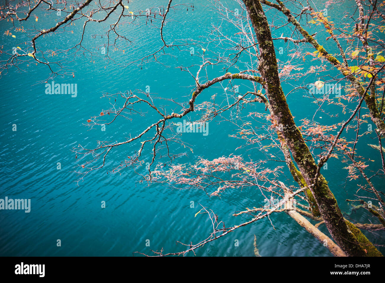 Tree Branches Hanging Over Water With Leaves Floating In The Water ...