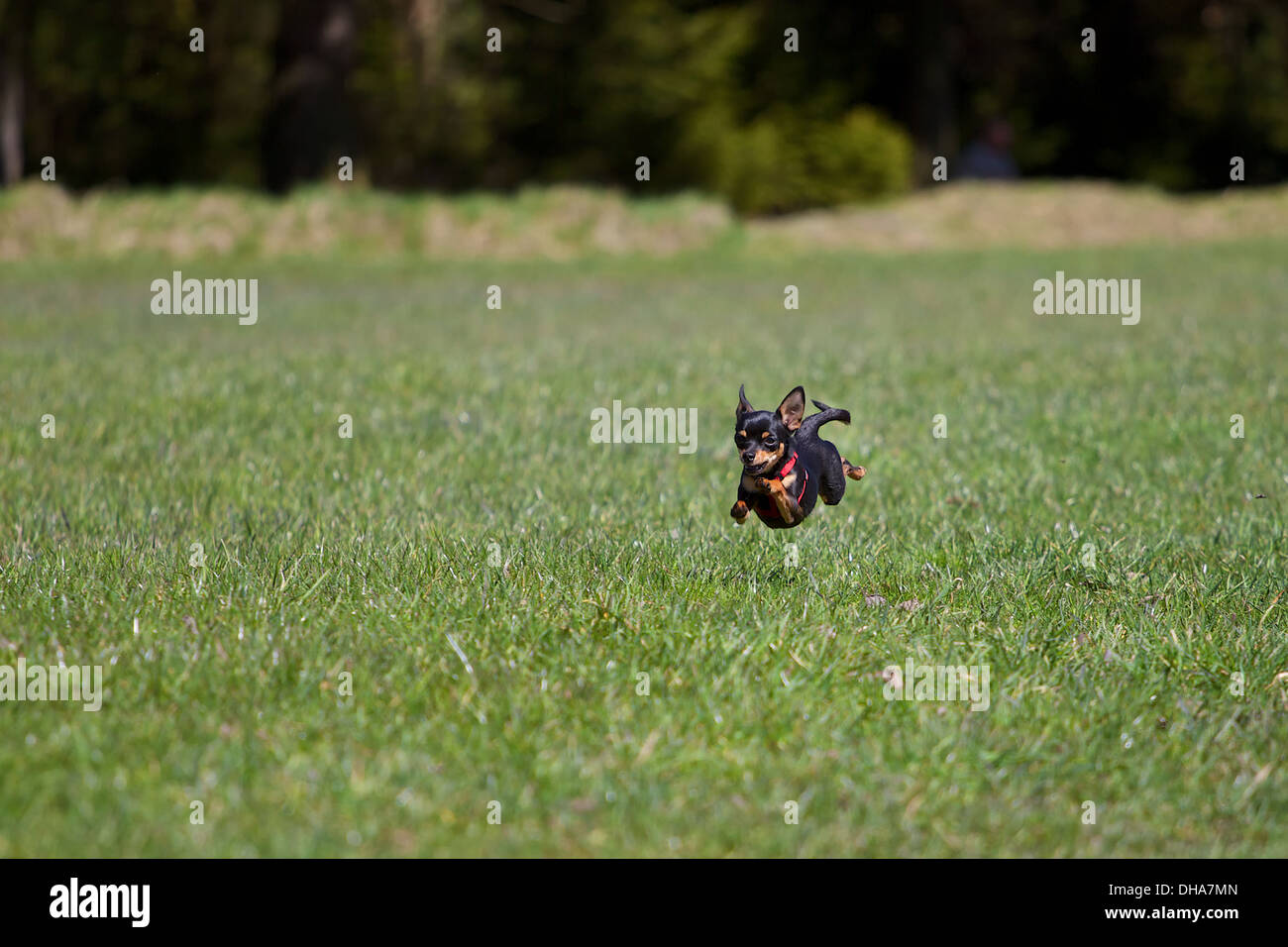 A small black dog runs so fast that it takes off, flying dog against ...