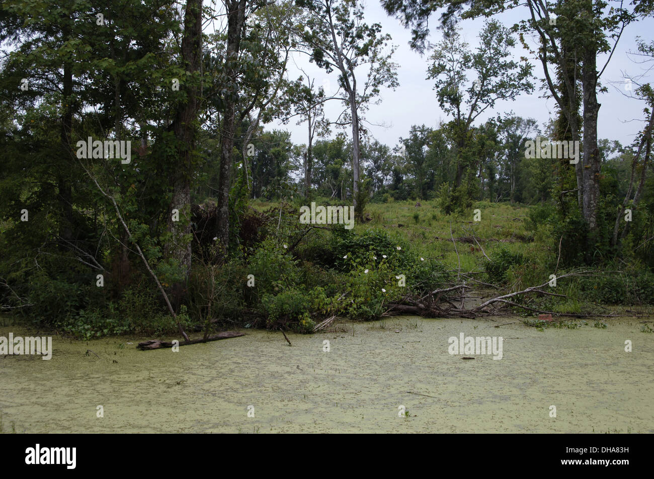 Marshy habitat hi-res stock photography and images - Alamy