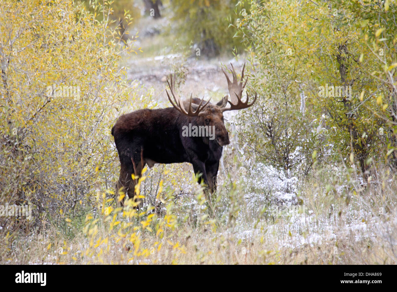 Moose in grand teton national park hi-res stock photography and images ...
