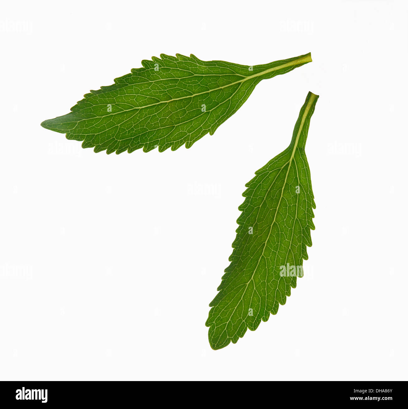 Leaves with white edges hi-res stock photography and images - Alamy