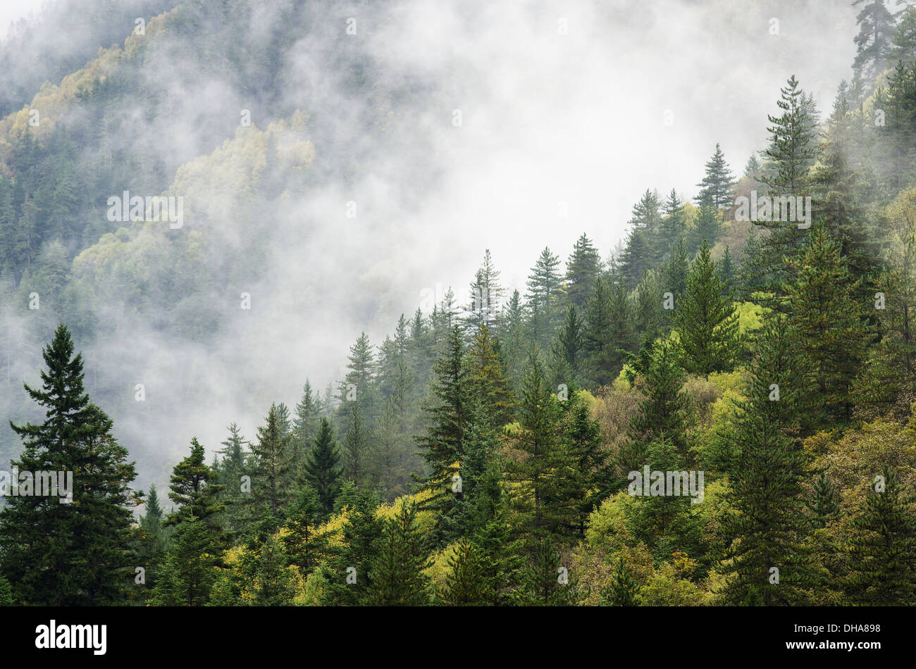 Trees In A Forest Shrouded In Cloud Stock Photo - Alamy