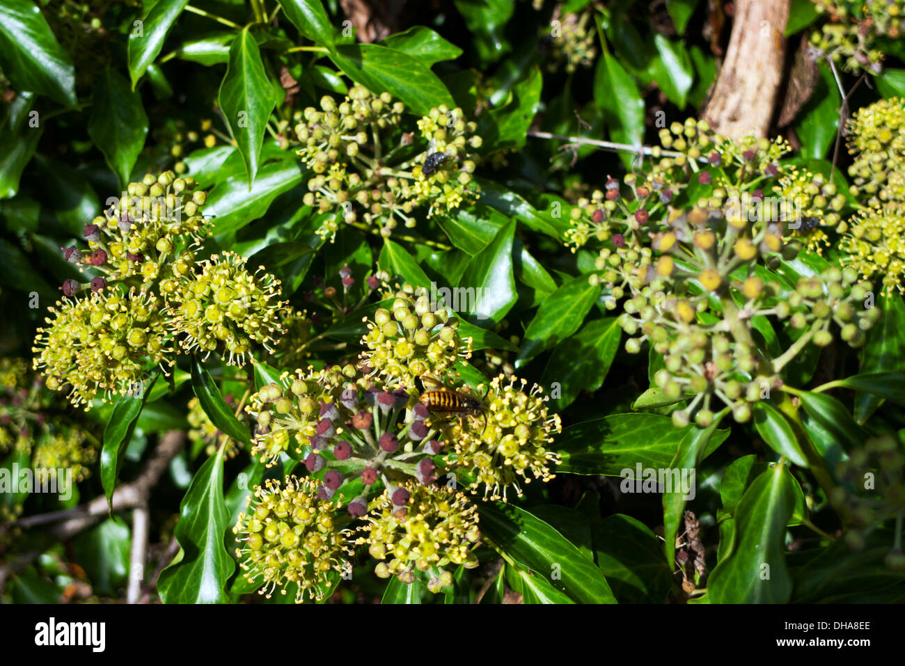 Wasp insect feeding on ivy flowers (hedera helix) in flower providing ...