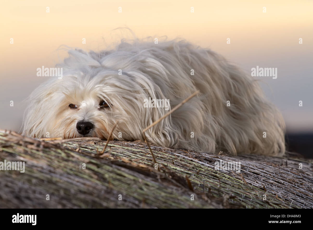 White Havanese Puppies