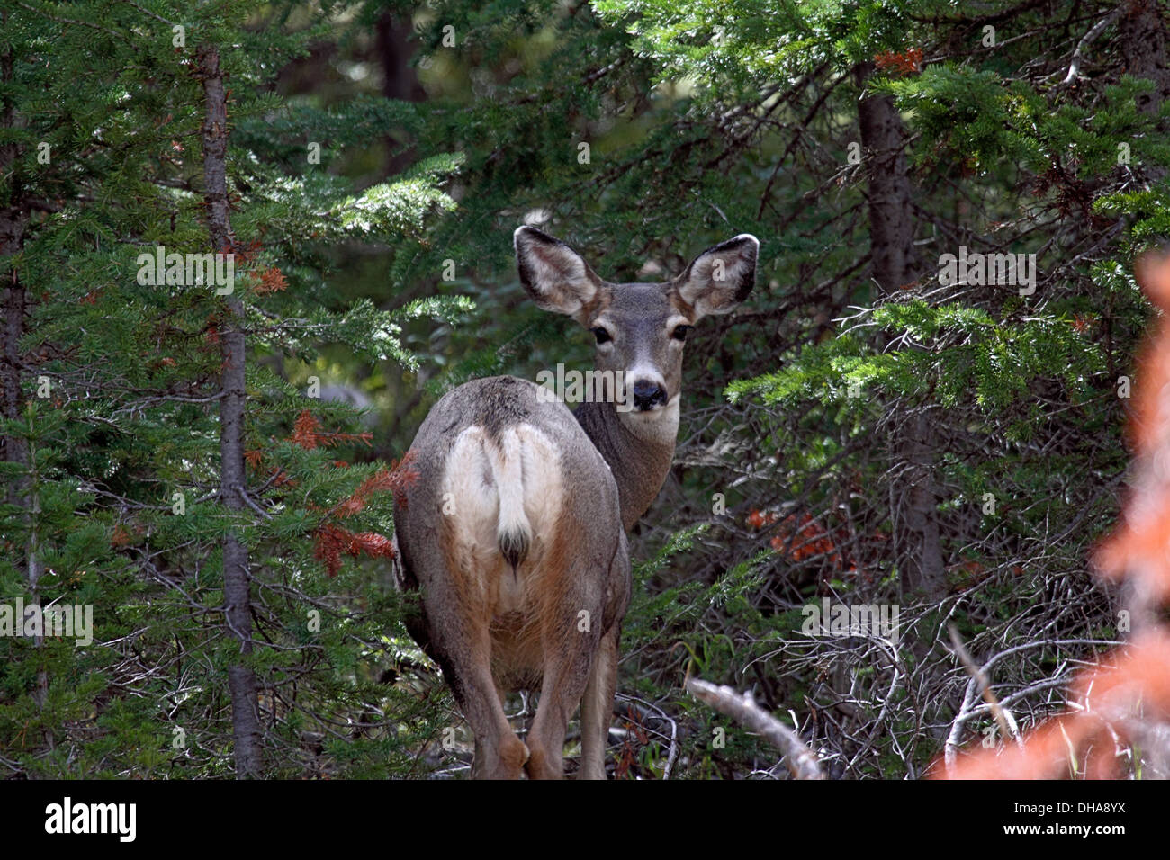 Rear view of deer hi-res stock photography and images - Alamy