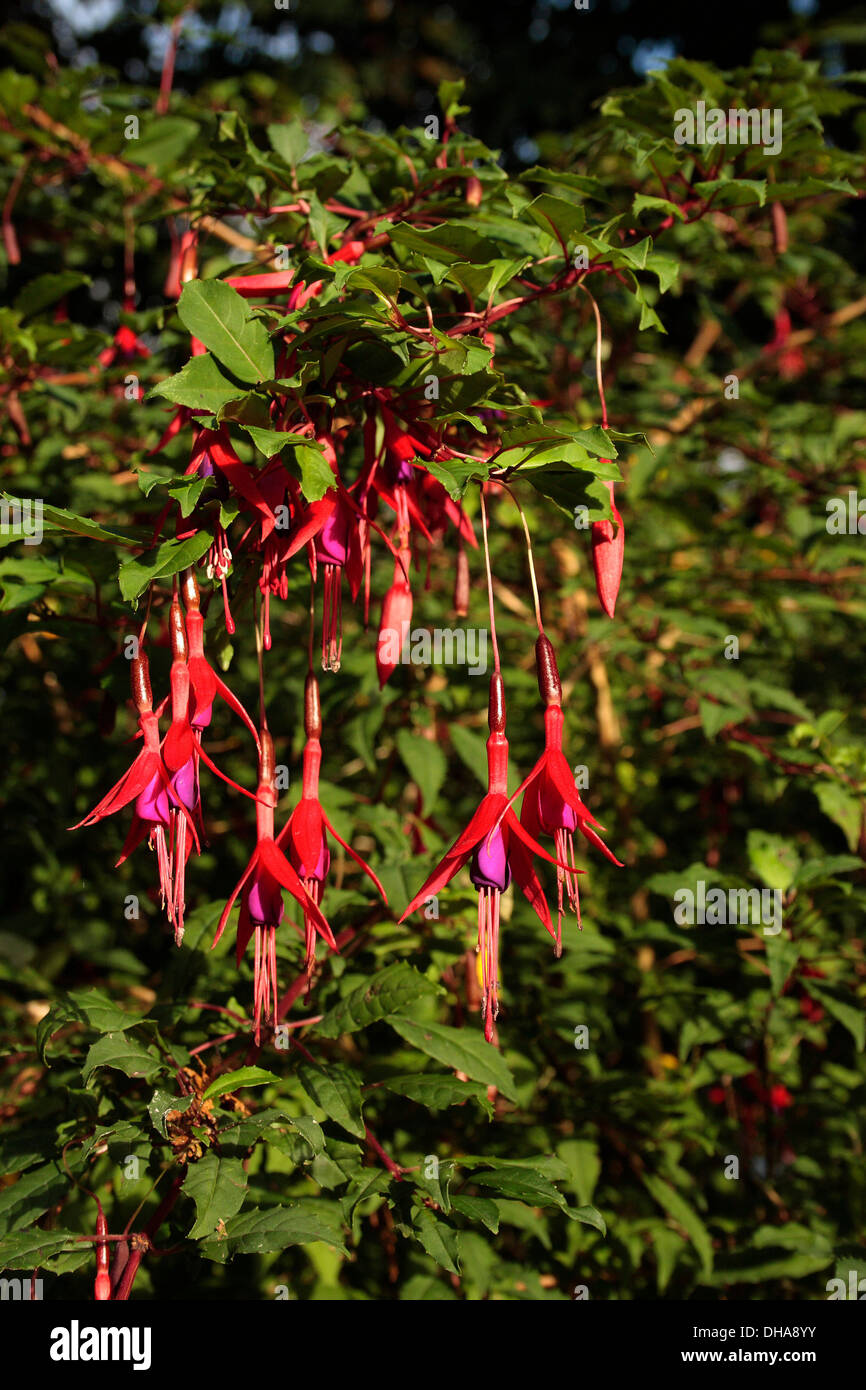 Native fuchsia plants hi-res stock photography and images - Alamy