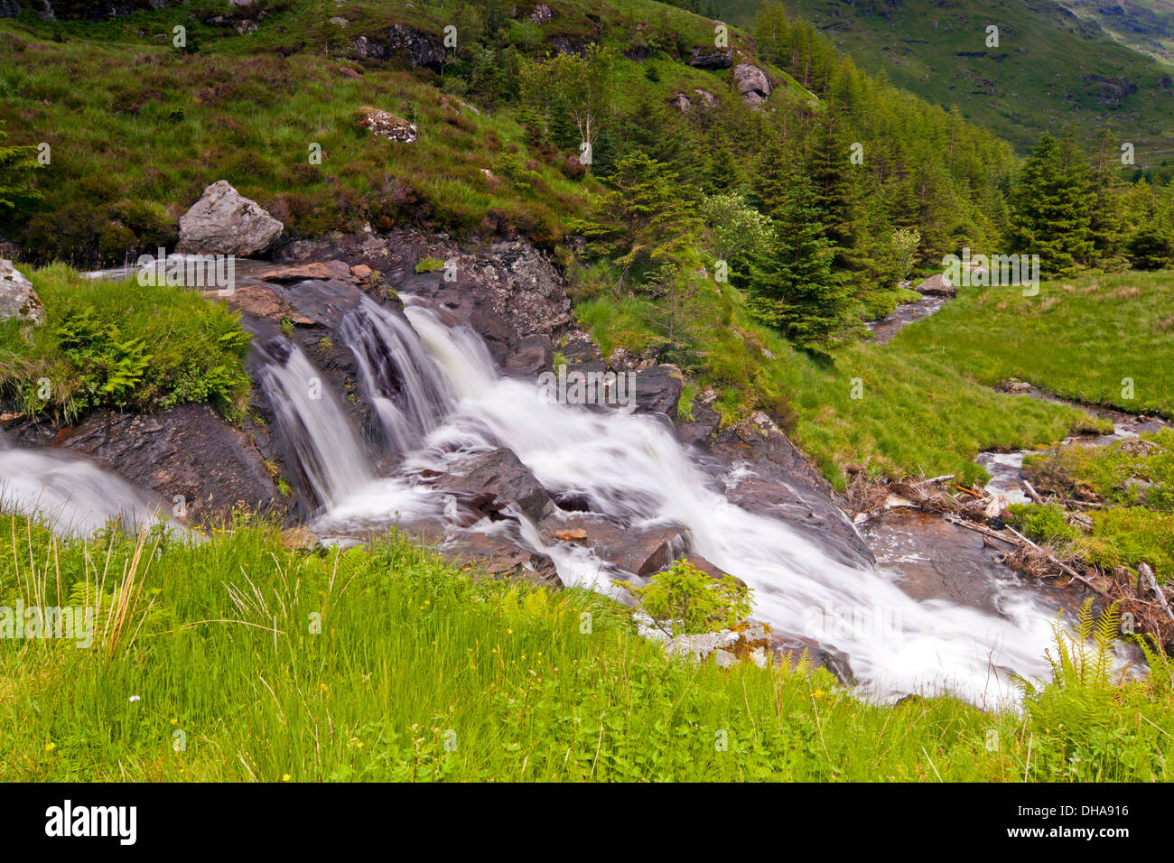 Argyll forest park scotland hi-res stock photography and images - Alamy Argyll forest park scotland hi-res stock photography and images - Alamy