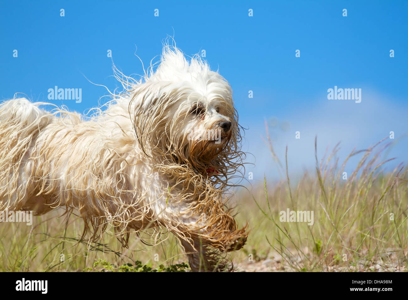 A cheerful and slightly wet dirty dog plays running in a meadow on ...