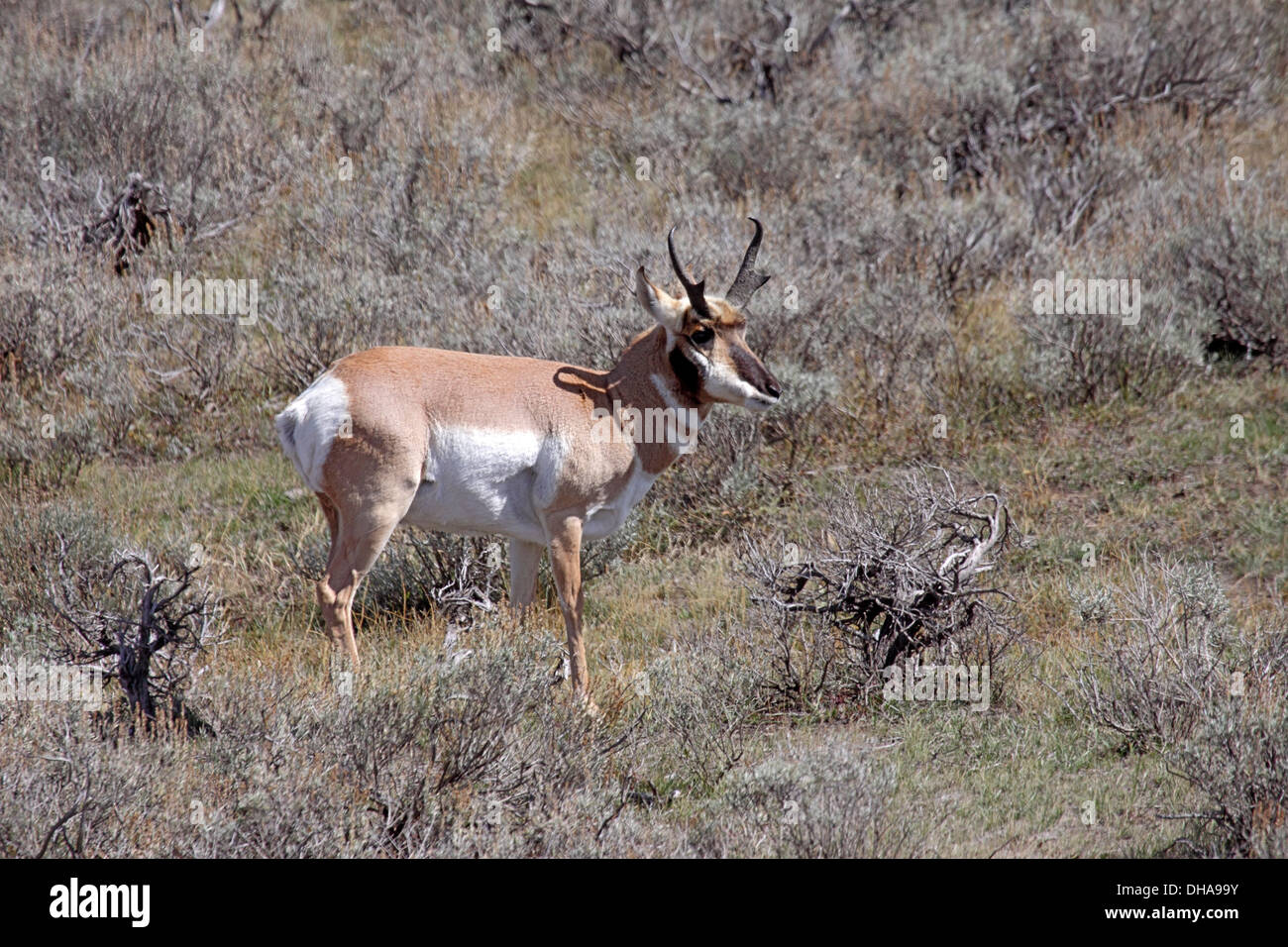 Pronghorn migration hi-res stock photography and images - Alamy