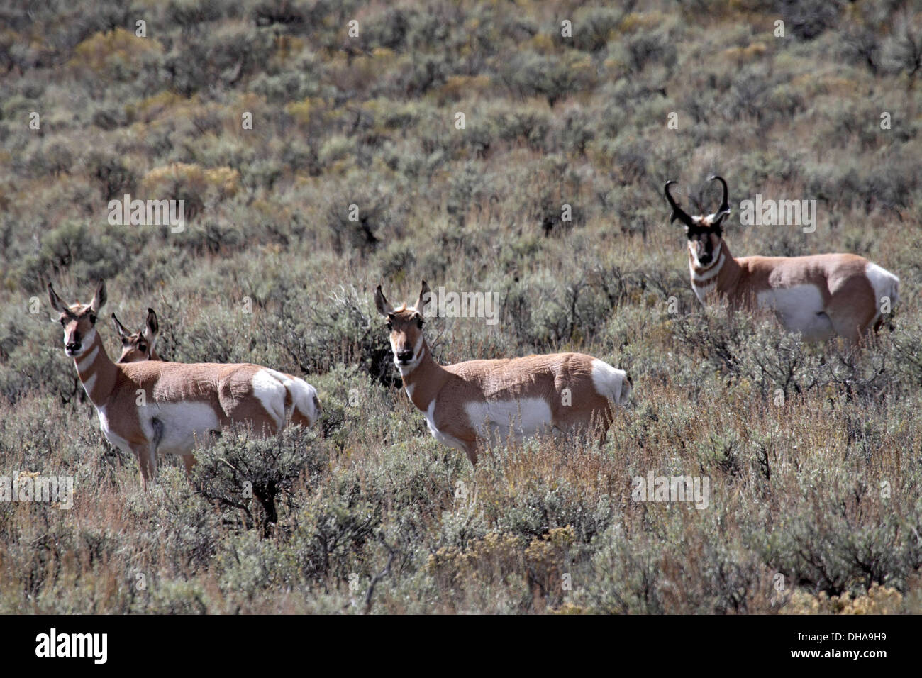 Pronghorn Migration Stock Photos & Pronghorn Migration Stock Images - Alamy