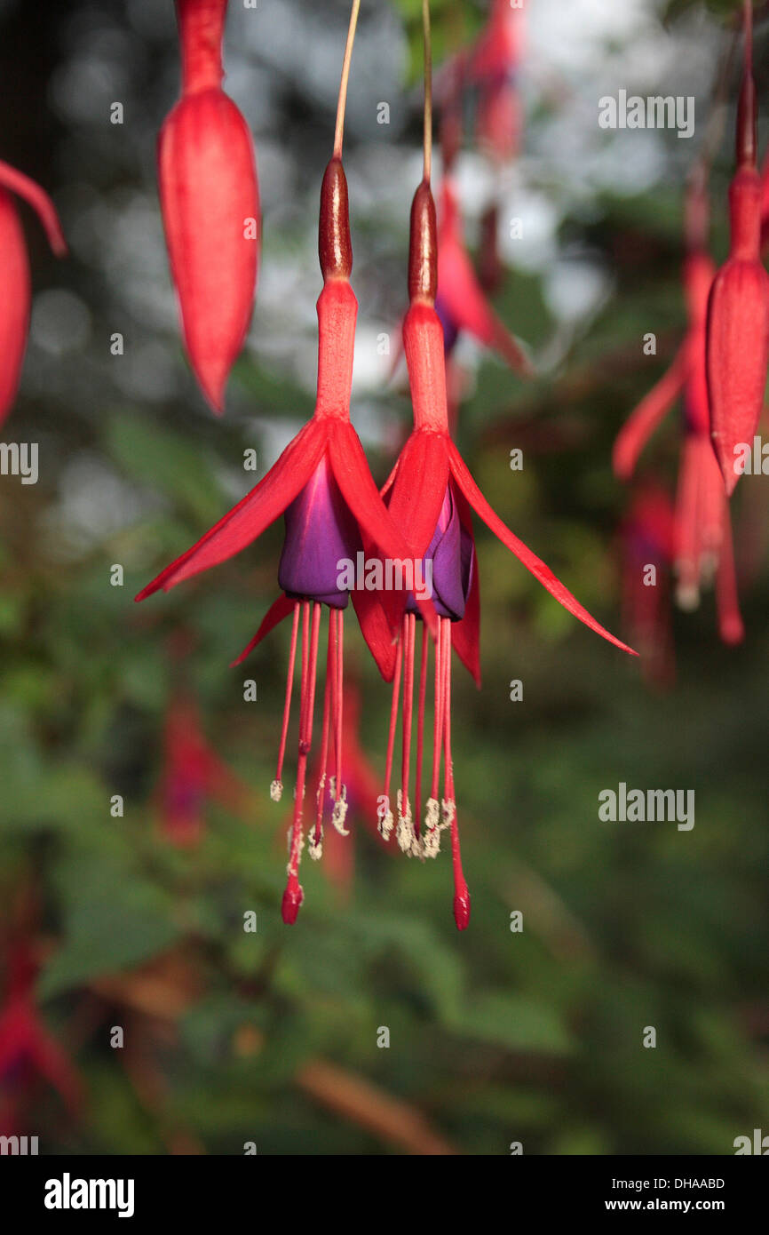 Flowers Native To Ireland High Resolution Stock Photography and Images ...