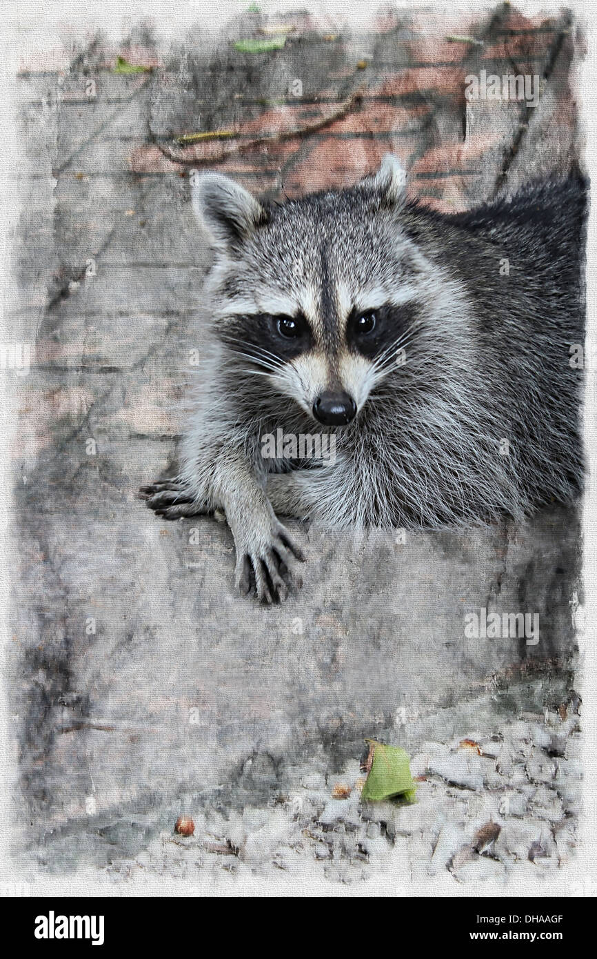 Raccoon animal hi-res stock photography and images - Alamy