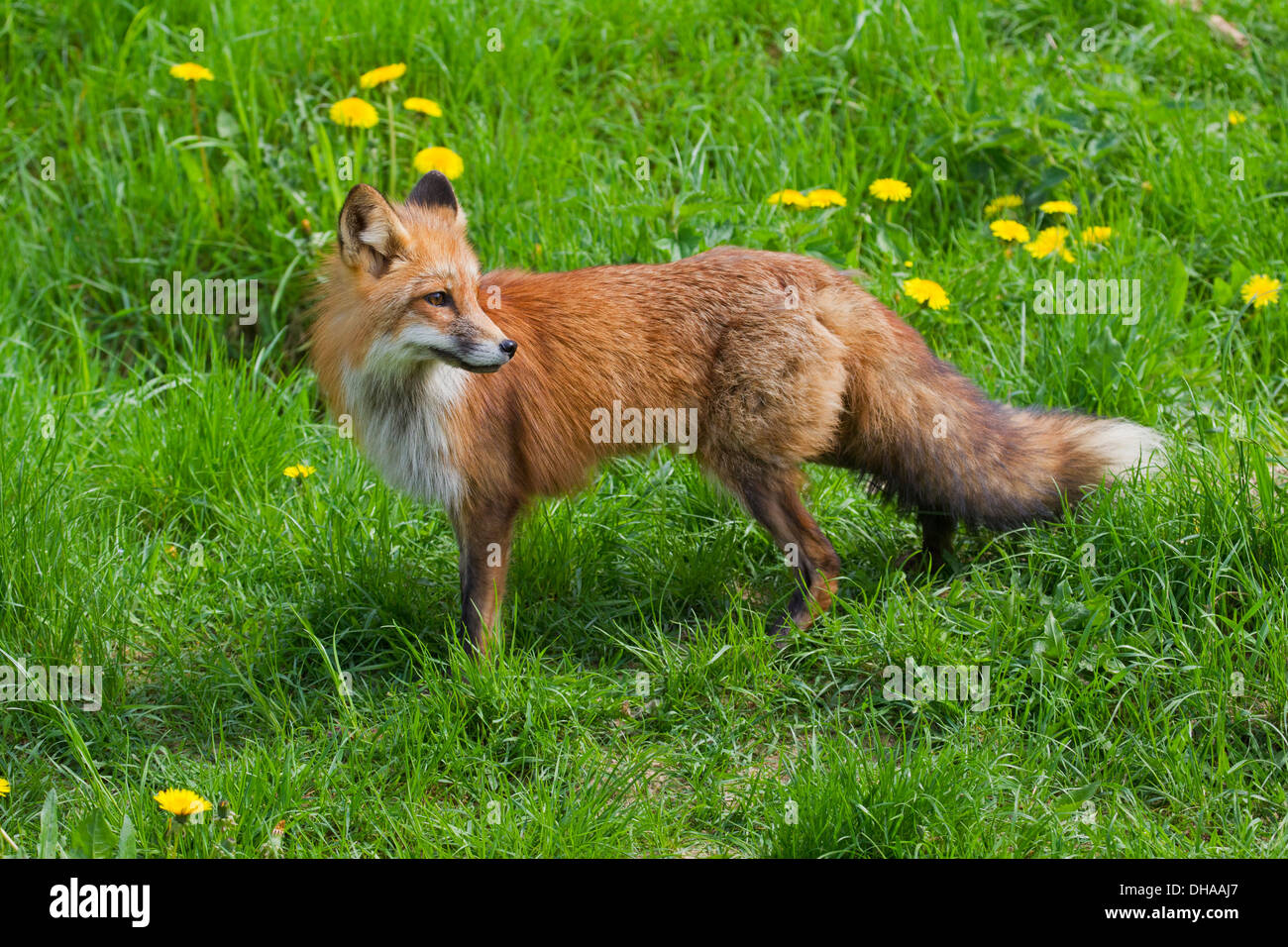 Red fox (Vulpes vulpes) in grassland with wildflowers in summer Stock ...