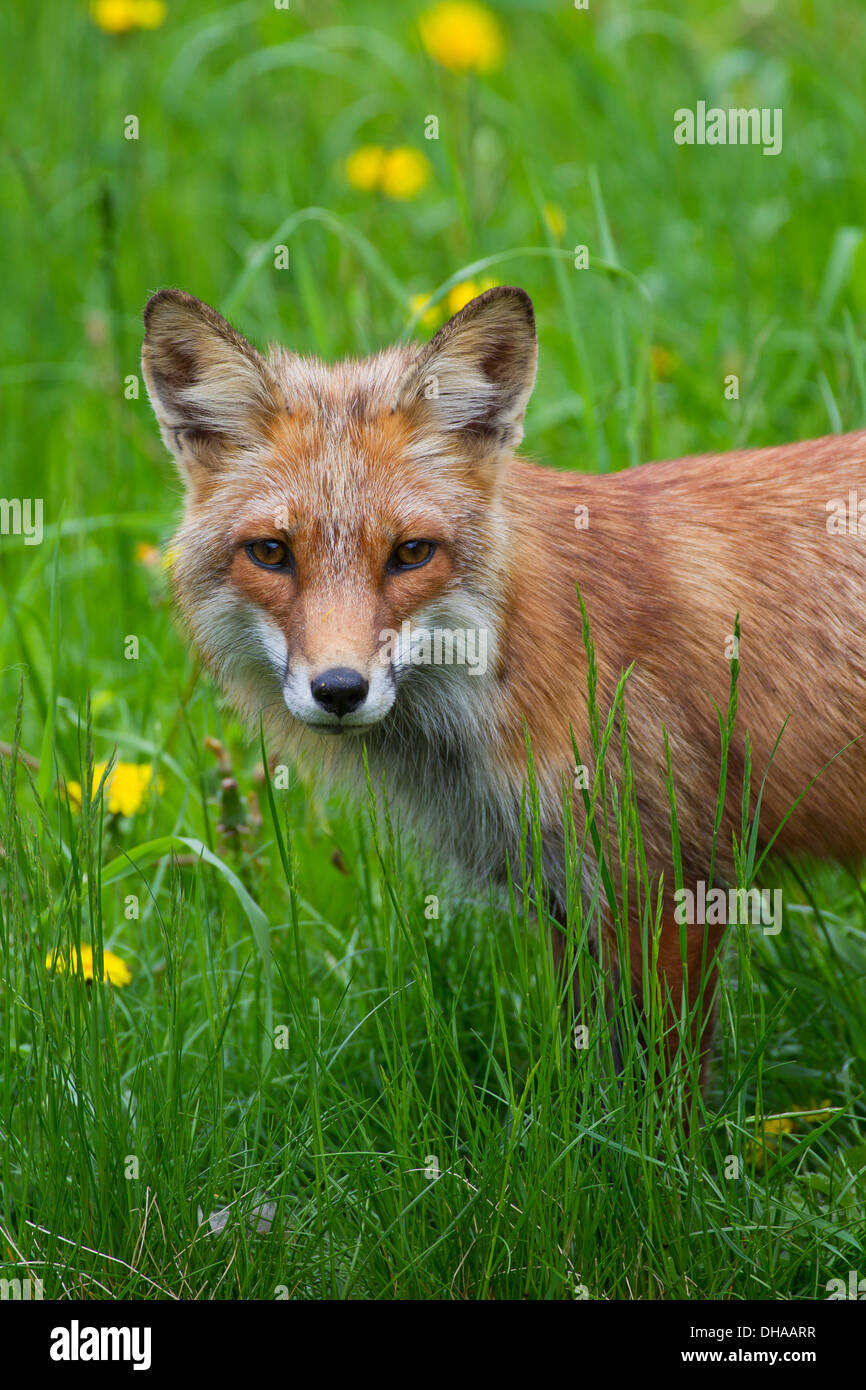 Red fox in summer wildflowers hi-res stock photography and images - Alamy