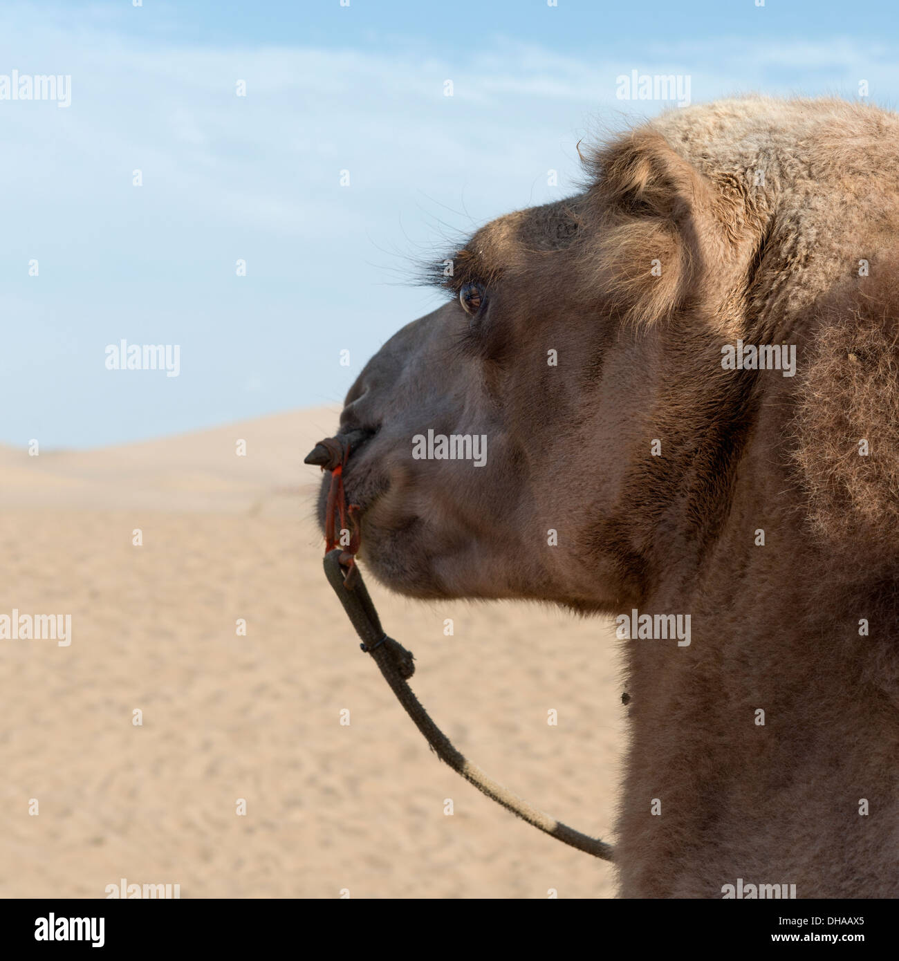 Reins of a camel hi-res stock photography and images - Alamy