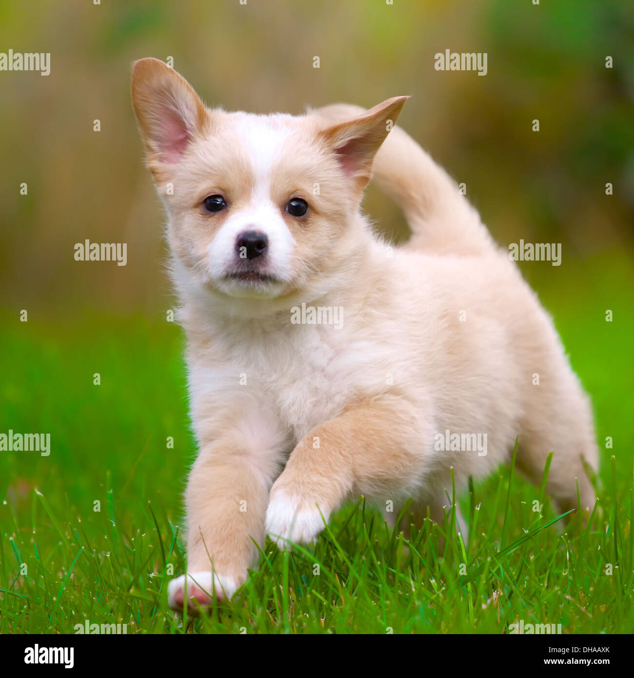 Weeks old puppy hi-res stock photography and images - Alamy