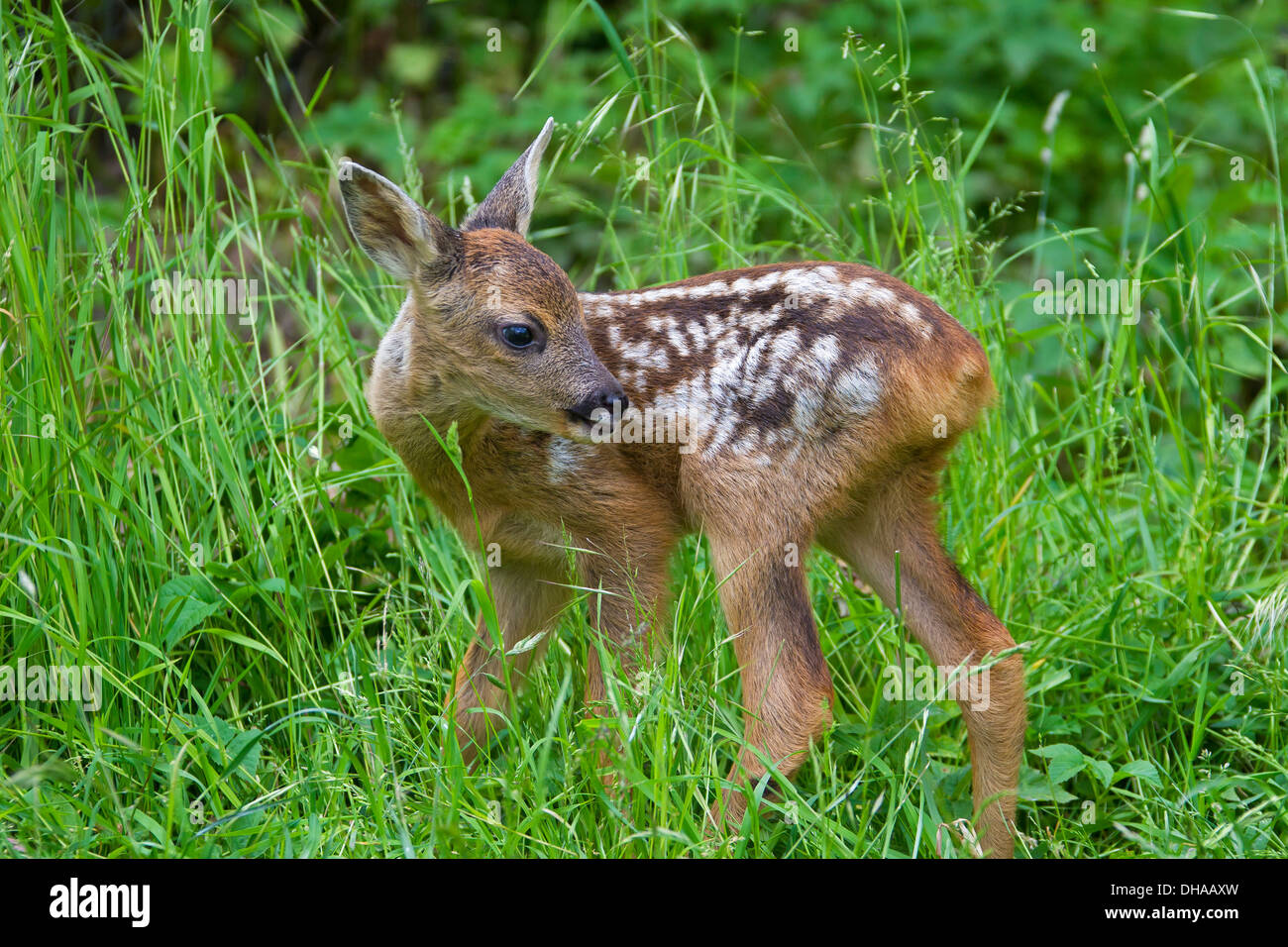 Roe deer (Capreolus capreolus) fawn hidden in tall grass in meadow at ...