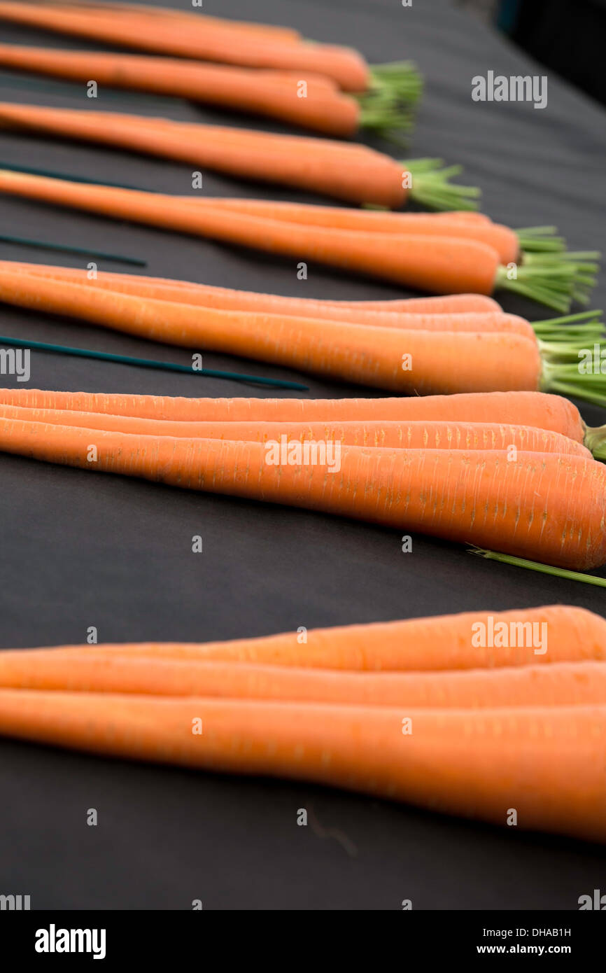 Carrots on display in vegetable show competition, England, UK Stock ...