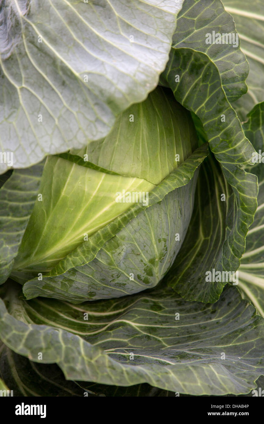 Brigadier cabbage hi-res stock photography and images - Alamy