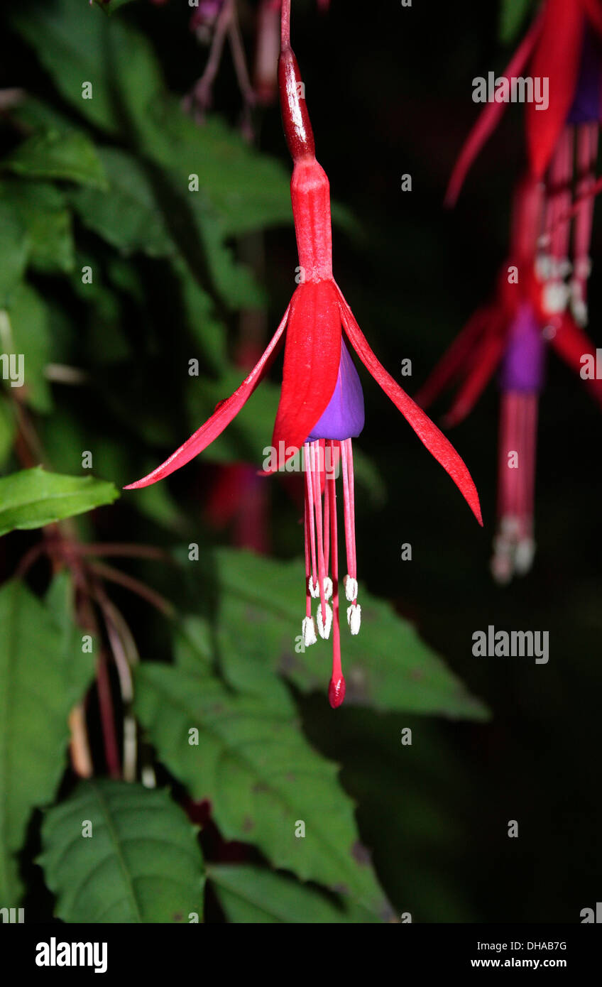 Native fuchsia plants hi-res stock photography and images - Alamy