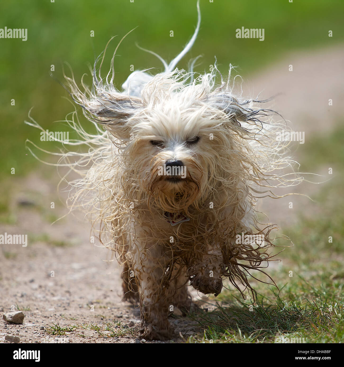 A dirty, wet dog runs with fur flying towards the camera in the ...