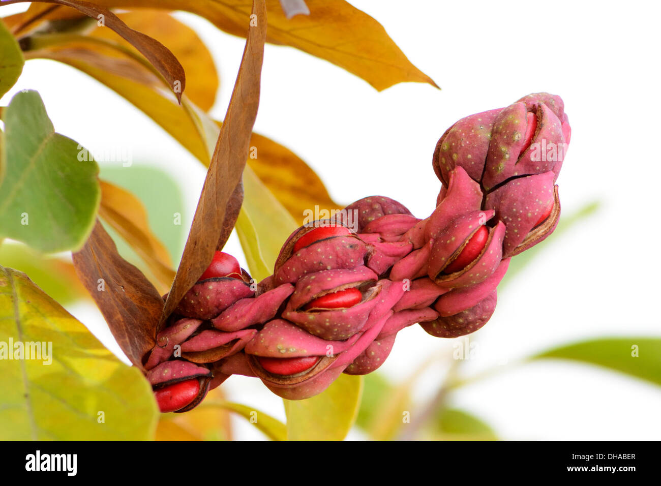 Magnolia fruit hi-res stock photography and images - Alamy