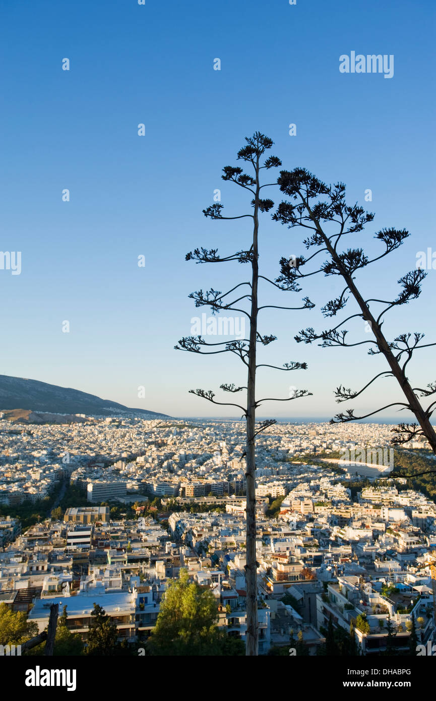 Cityscape View Of Athens At Sunrise With Trees In Foreground; Athens ...