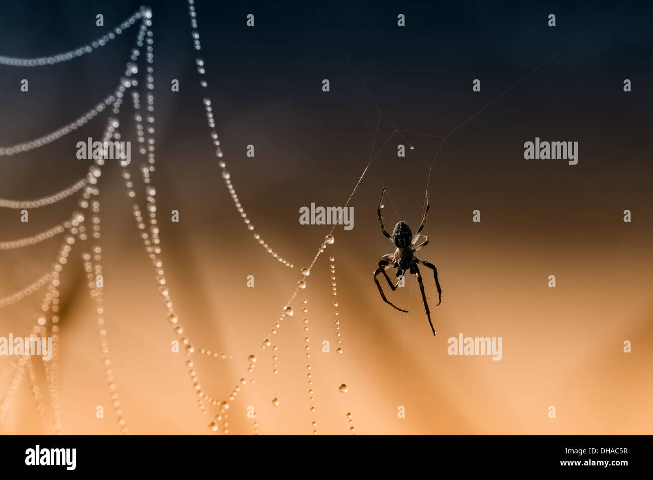 Spider in her dewy spider's web, The background is filled with the ...