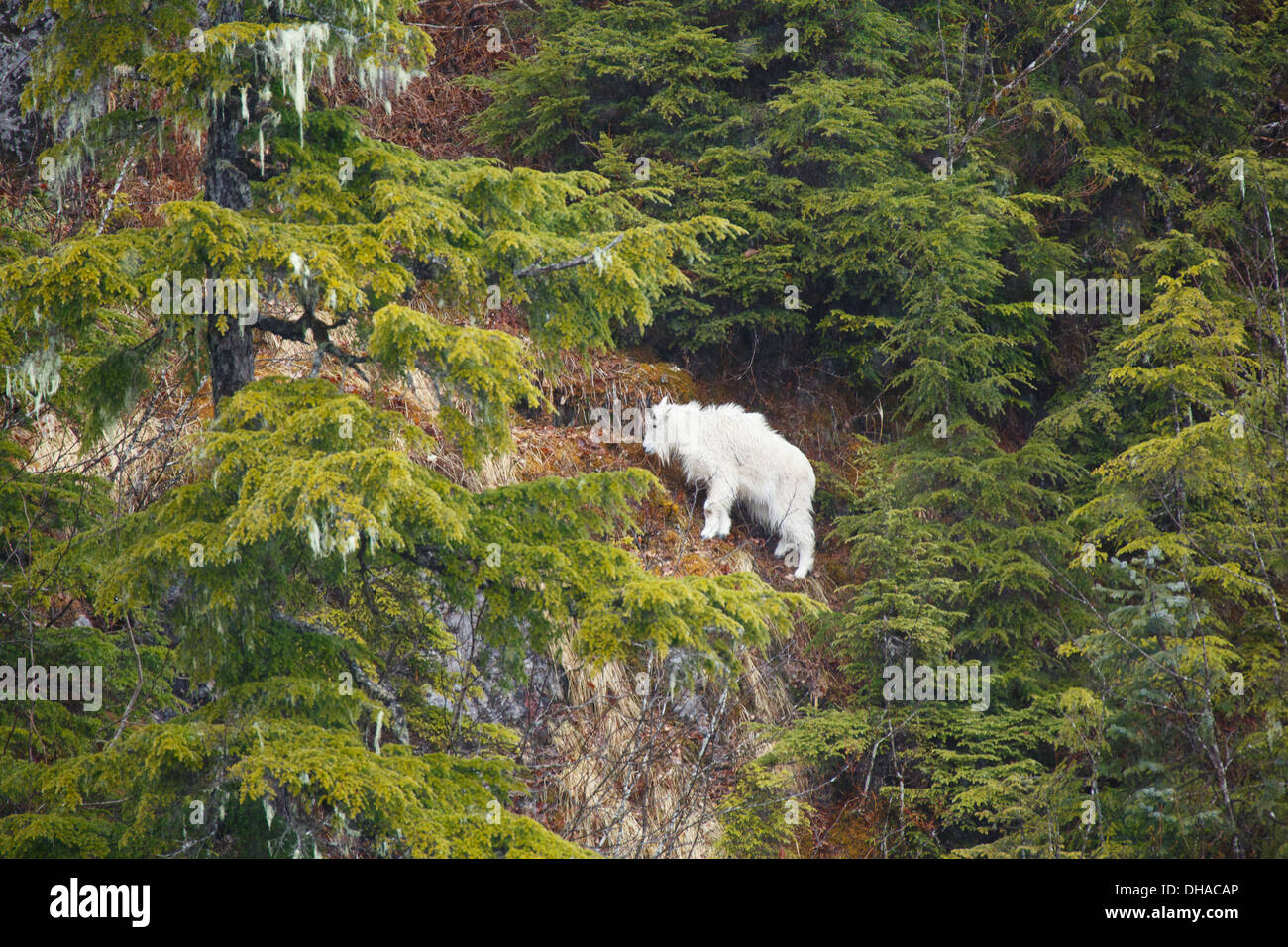 North american goat hi-res stock photography and images - Alamy