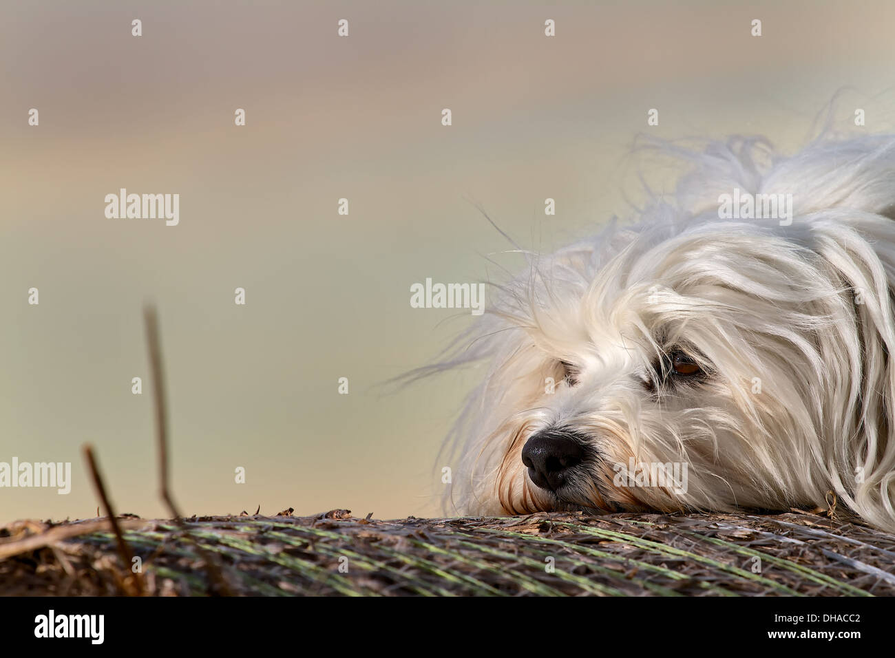 Dog completely relaxed on hi-res stock photography and images - Alamy
