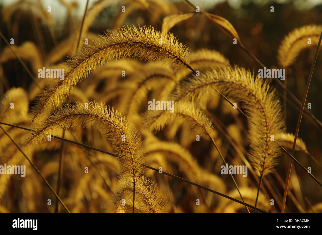 Golden grass hi-res stock photography and images - Alamy