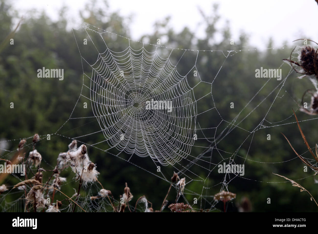 Spiders in trees hi-res stock photography and images - Alamy