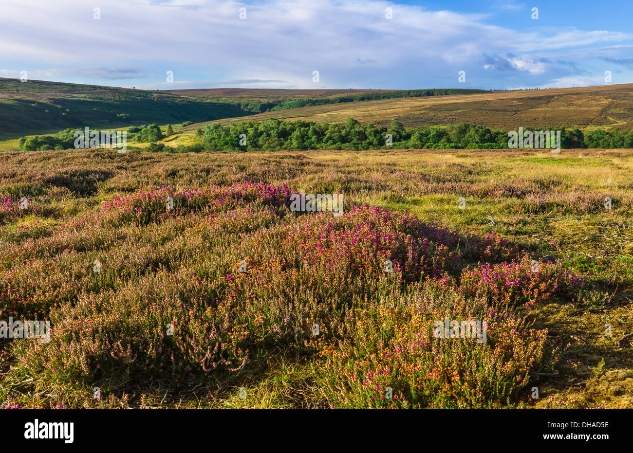Heather bursts into bloom over the rugged North York Moors near the ...