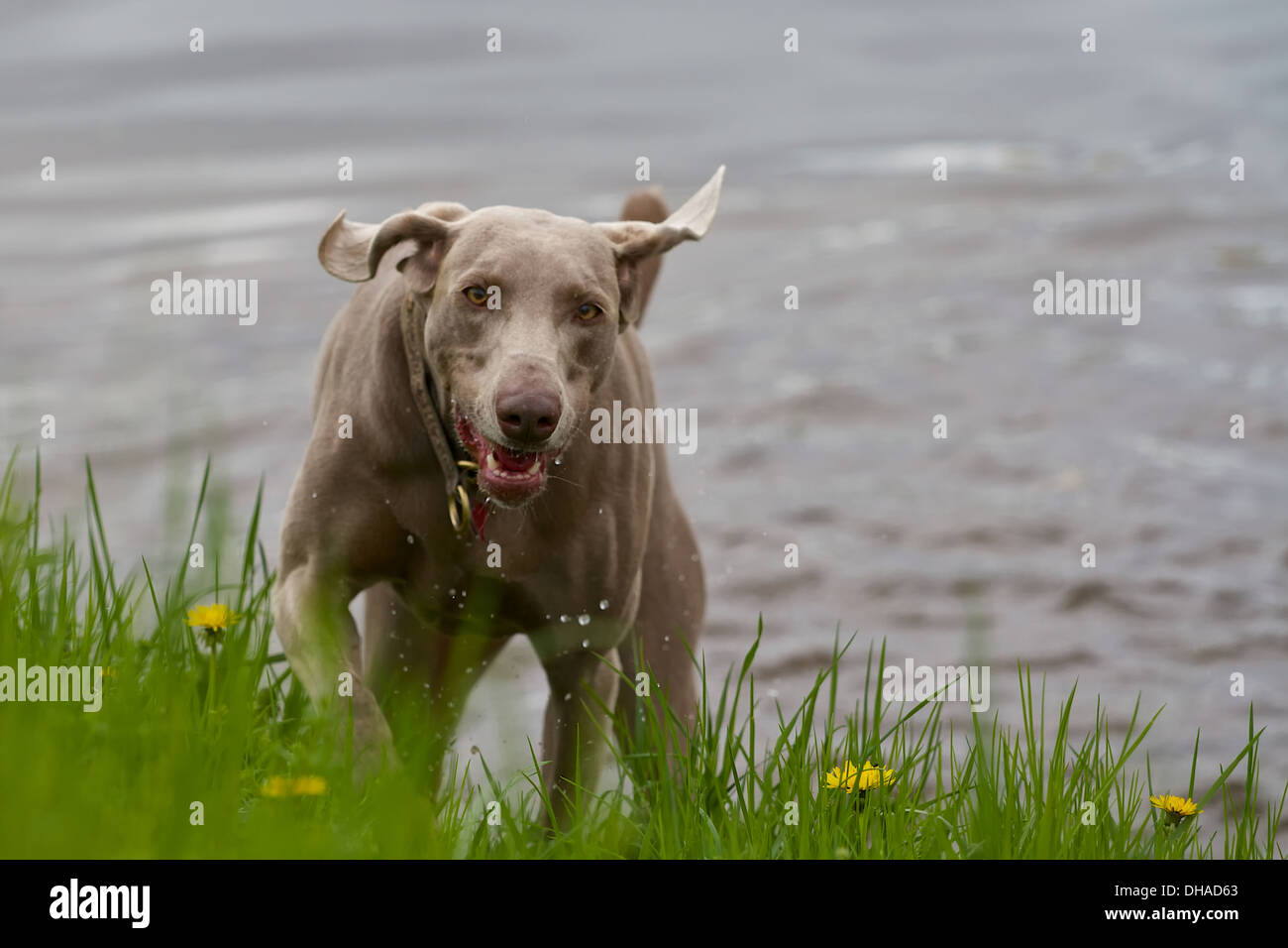 A hunting dog Tempest after bathing an Appendix high water in the ...