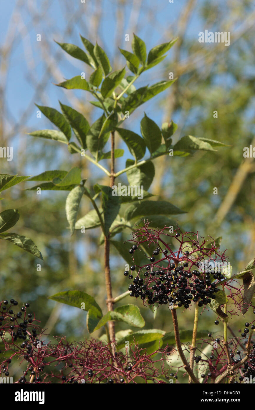 Elder berries hi-res stock photography and images - Alamy