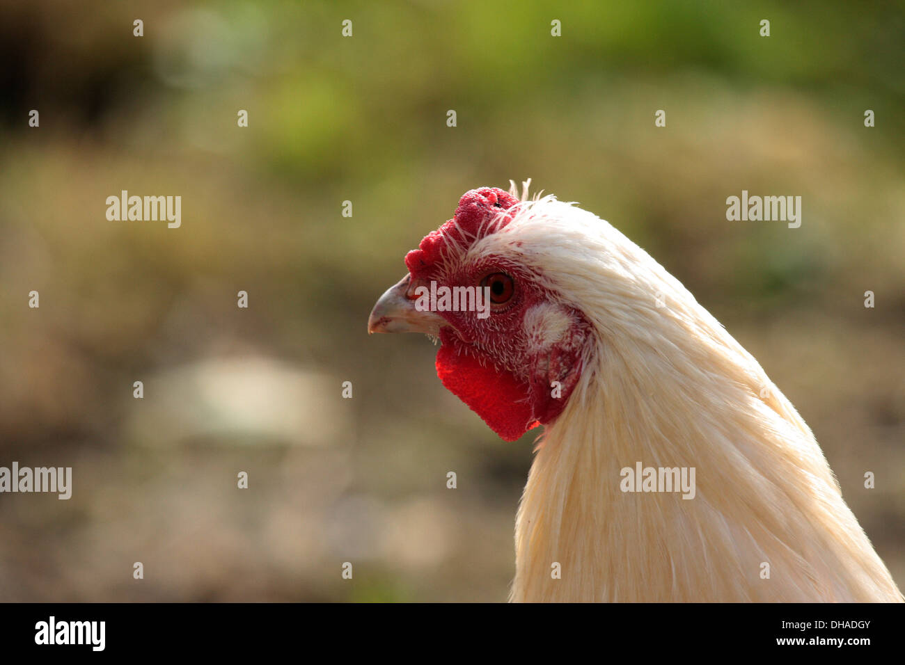 Leghorn hen hi-res stock photography and images - Alamy