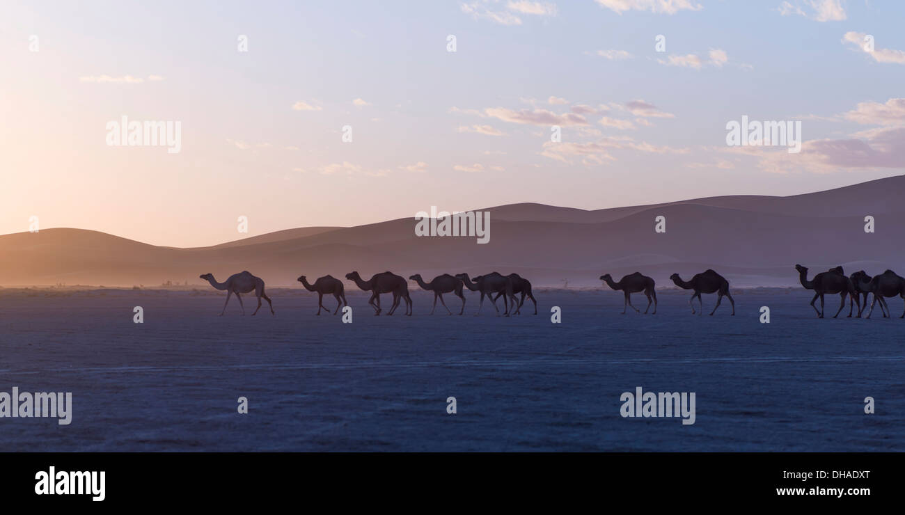 Camels Walking In A Row Across A Desert Landscape At Sunrise Stock ...