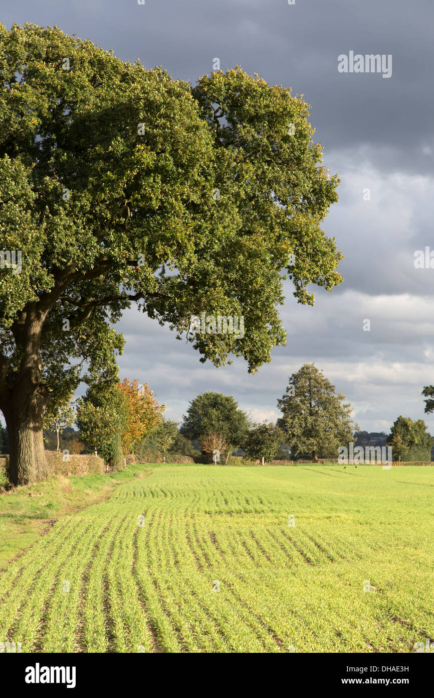 Oak tree worcestershire hi-res stock photography and images - Alamy