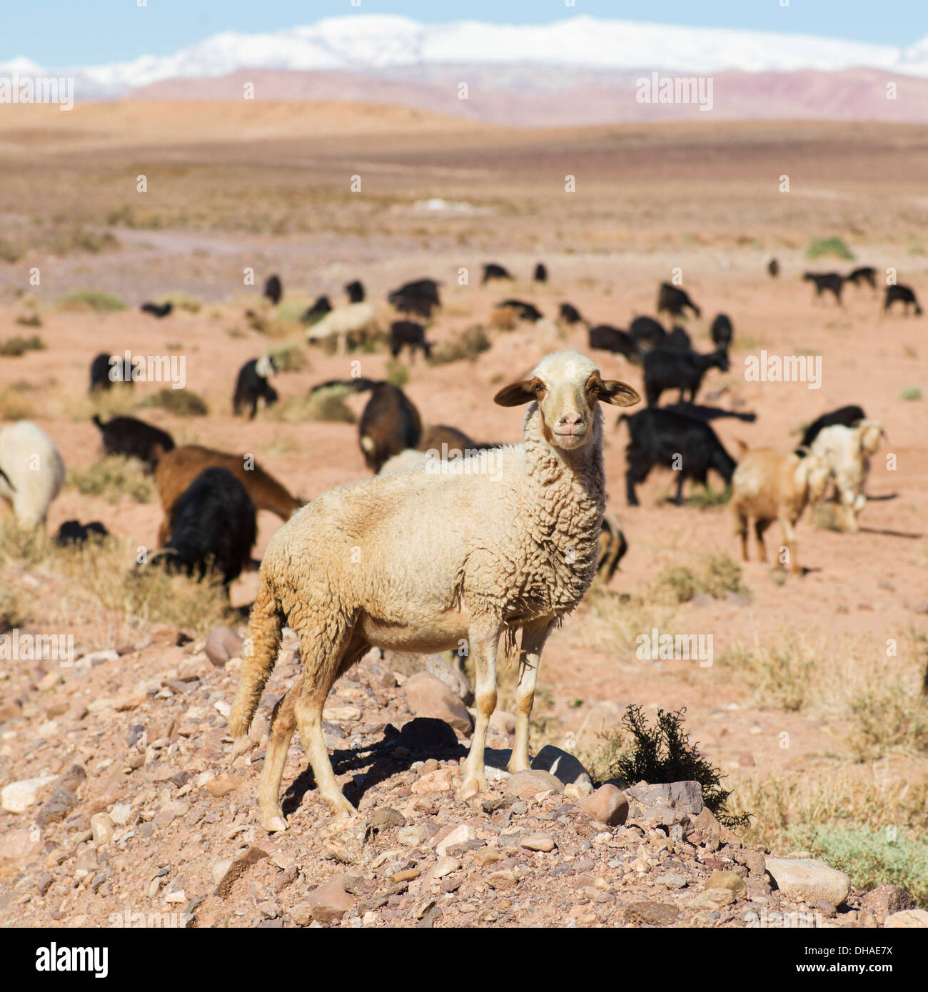 Sheep And Goats Grazing On A Flat Landscape With Mountains In The ...