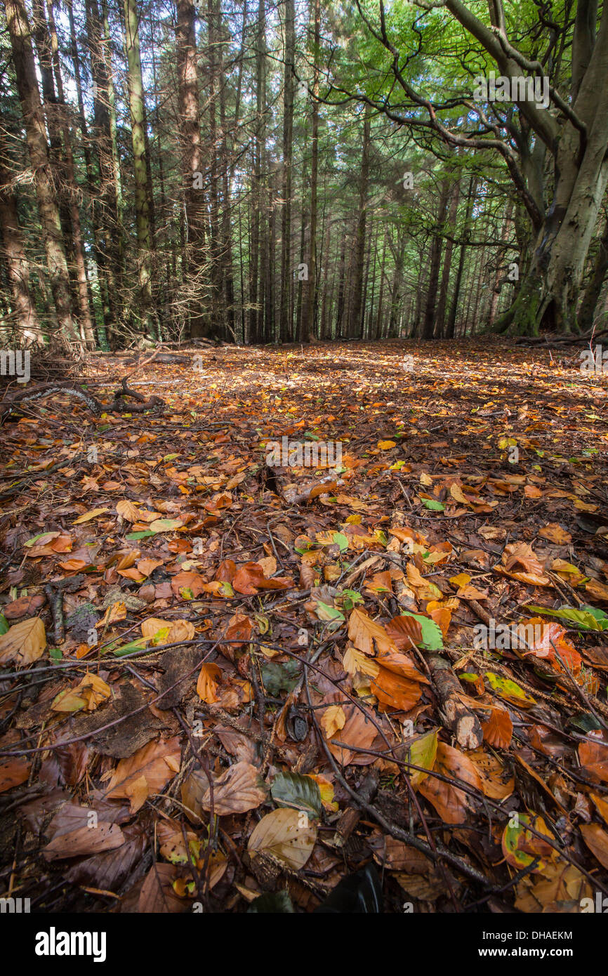 Autumn leaves in Battle hill forest in Aberdeenshire, Scotland Stock ...